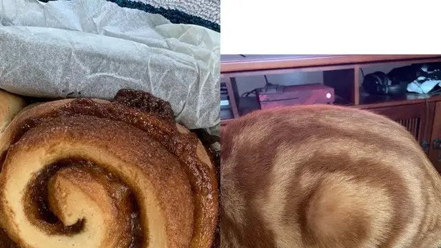 6 Aksi Kucing Menyamar Jadi Roti Ini Bikin Kucek Mata, Perlu Lihat Dua ...