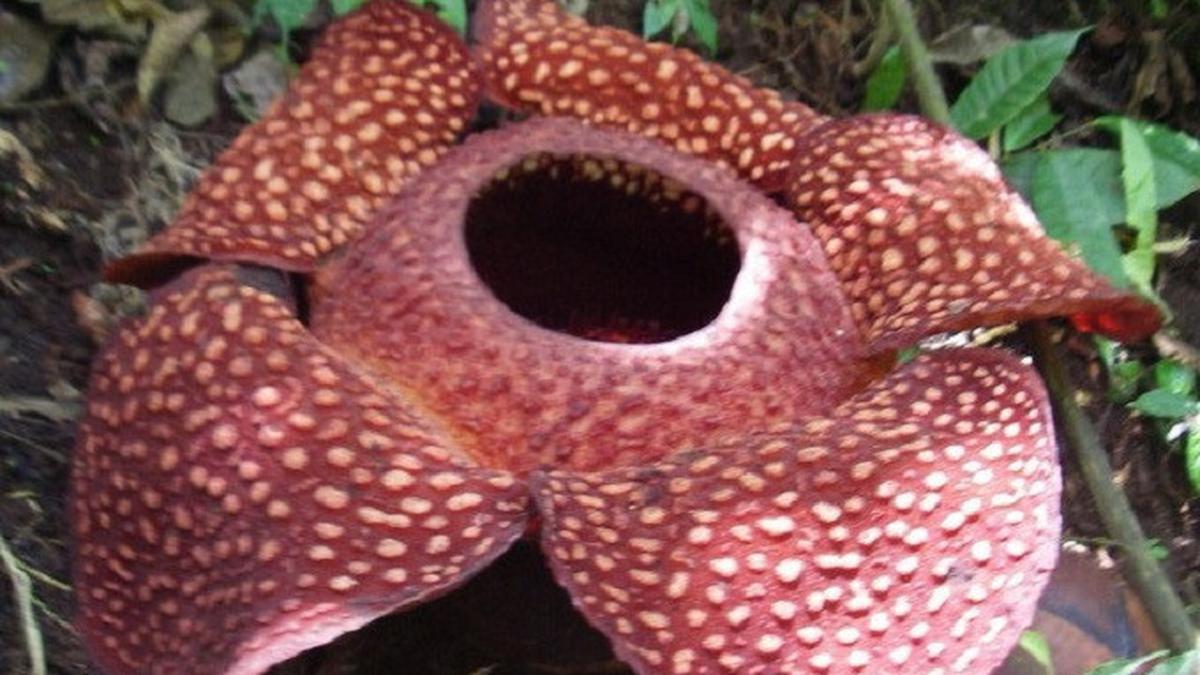 Bunga Rafflesia Arnoldi Kembali Mekar di Rejang Lebong Bengkulu