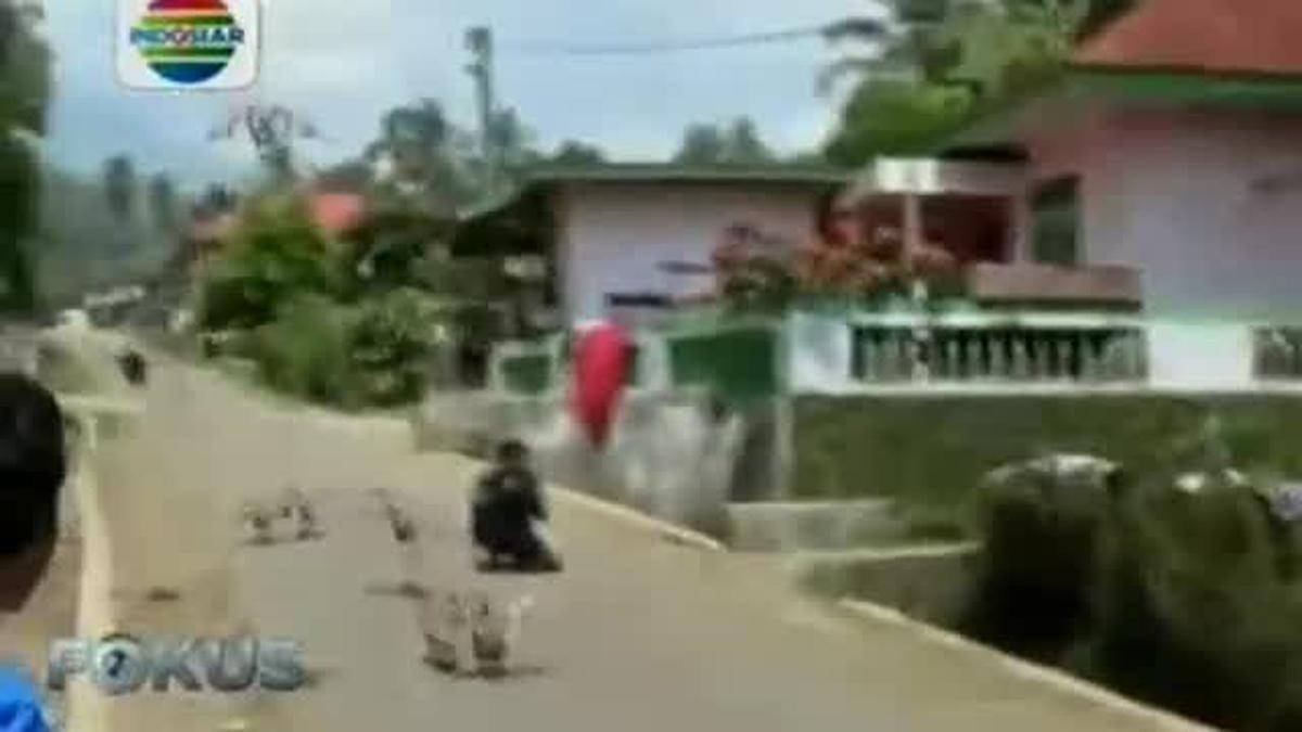 Keseruan Lomba Pacu Itik di Payakumbuh