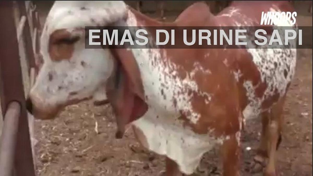 WHOOPS: Urine Sapi Varietas Ini Mengandung Emas? - Video Liputan6.com