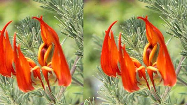 7 Bunga Terlangka di Dunia - Lifestyle Fimela.com