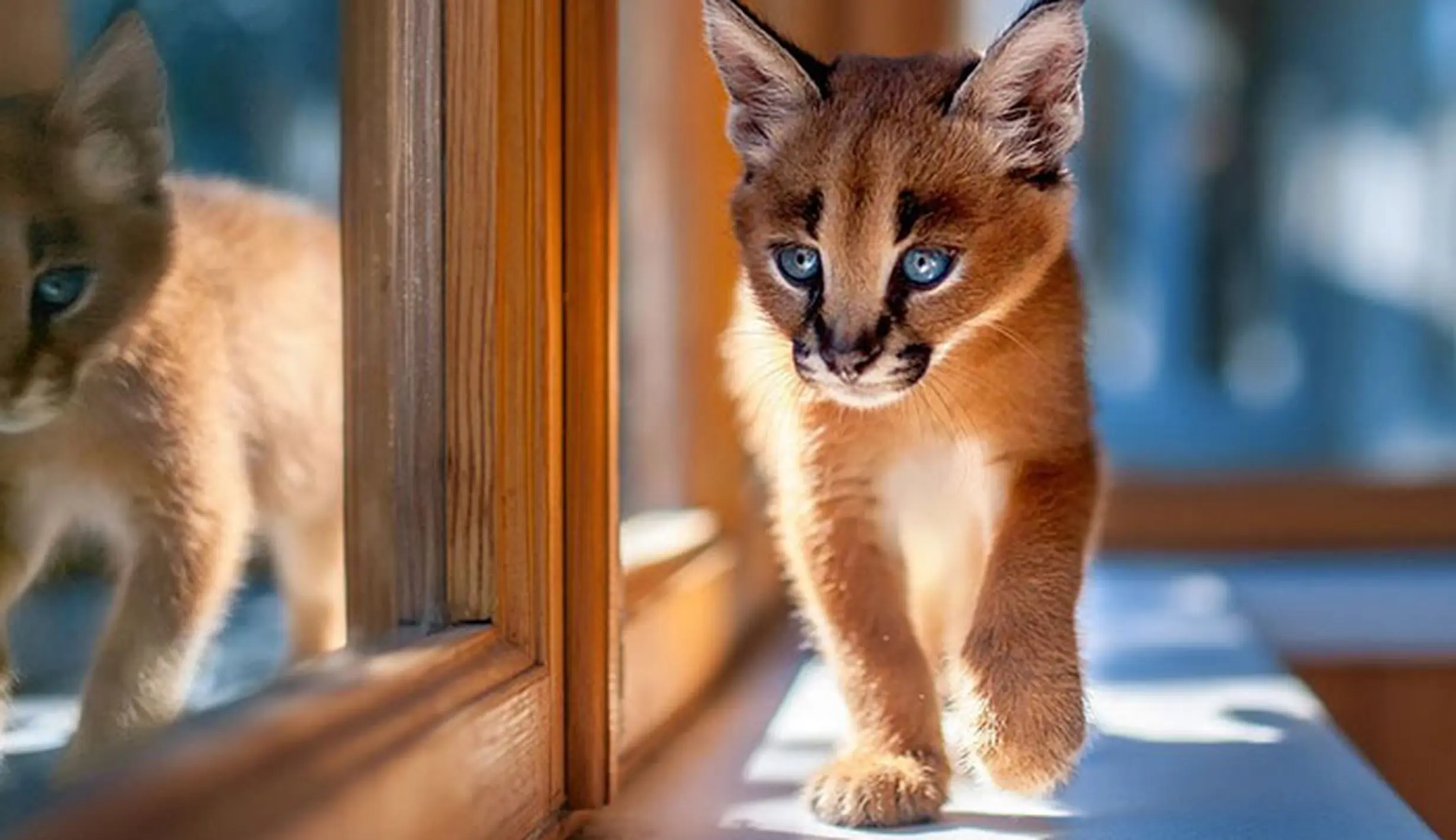 Imutnya, Kucing Caracal Mirip Rubah Ini Dianggap Kucing Emas - Photo ...