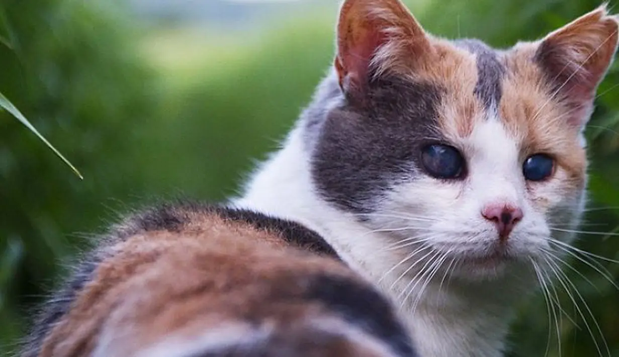 Stevie: Kucing Buta yang Hobi Mendaki - Photo Fimela.com