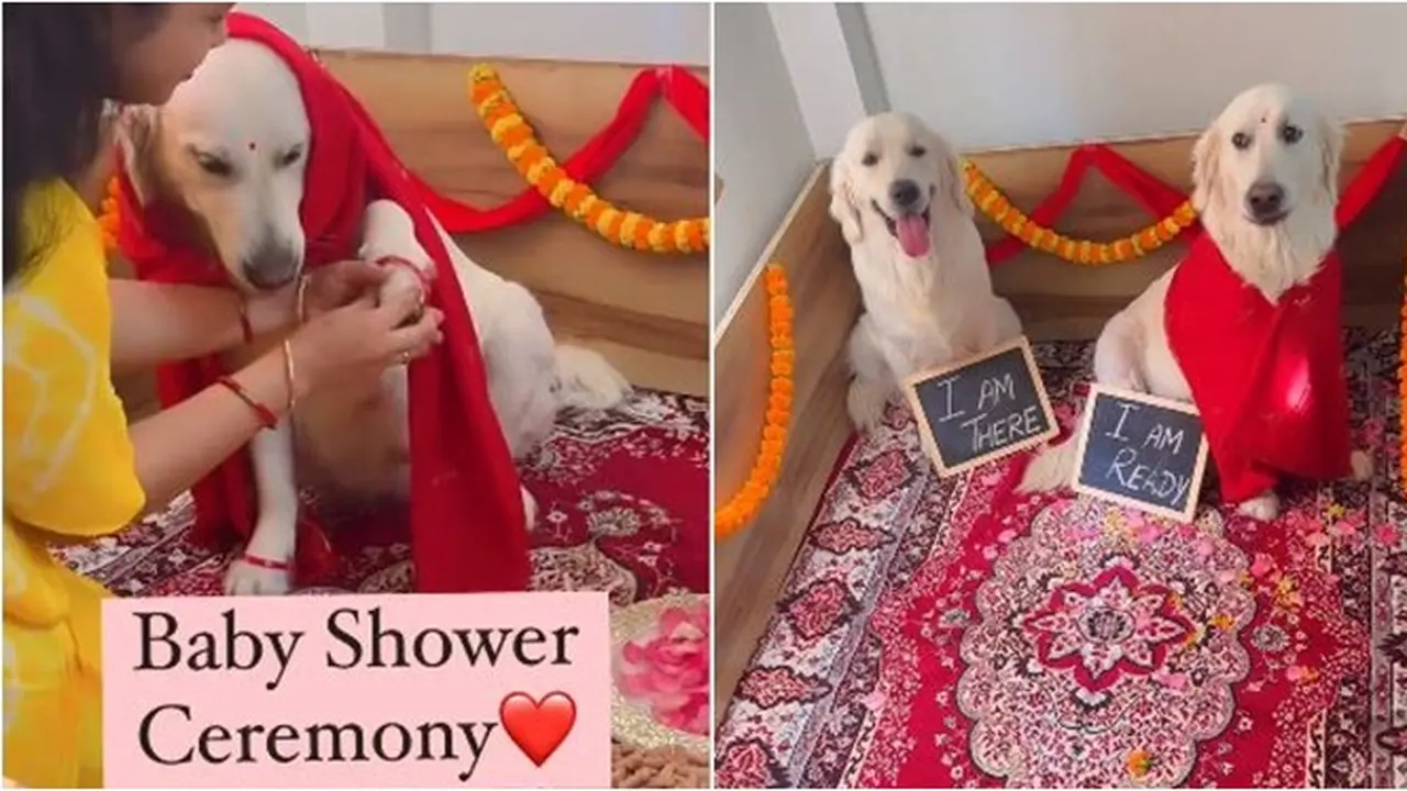 Wanita Beri Kejutan Baby Shower untuk Anjing Peliharaan, Ini 6 Potret ...
