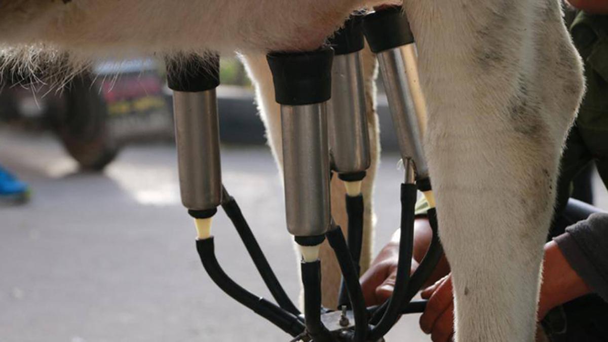 ‎Peternak Sapi Perah Butuh Kepastian Pasar dan Harga - Bisnis Liputan6.com