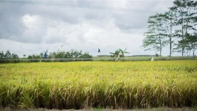 Manfaat Rawa bagi Kehidupan yang Sering Terabaikan - Ragam Bola.com