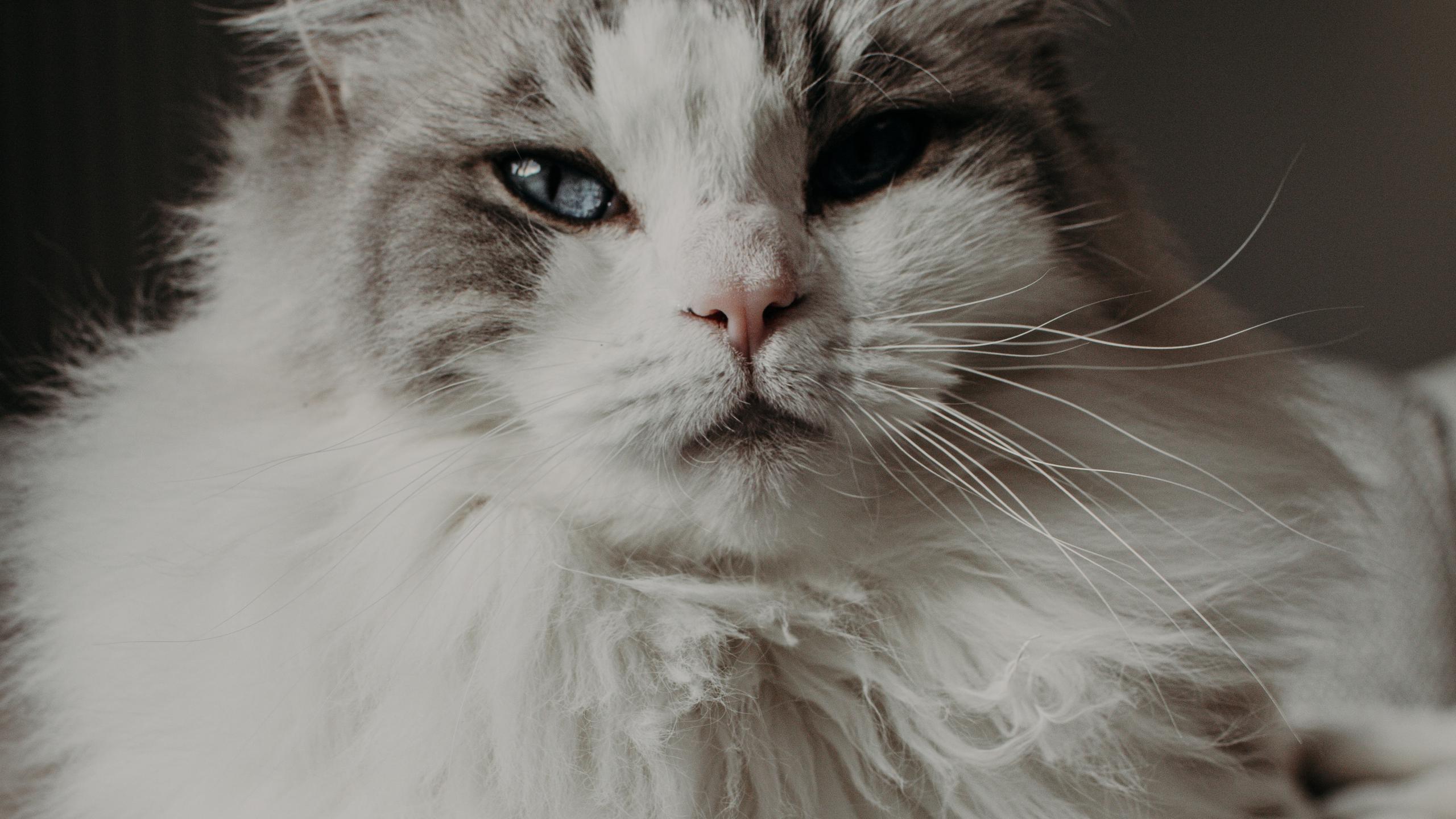 12 Jenis Kucing Besar yang Bisa Dipelihara dan Harganya