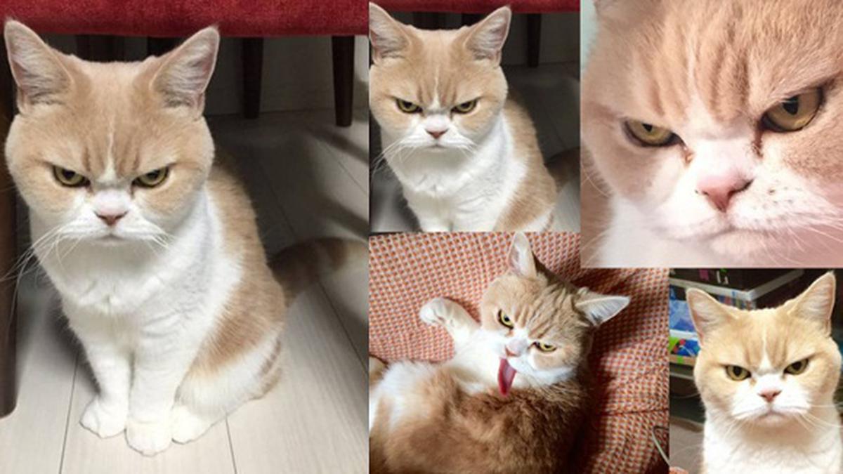 Kalahkan Grumpy Cat, Kucing Berwajah Marah Ini Tak Pernah Senyum ...