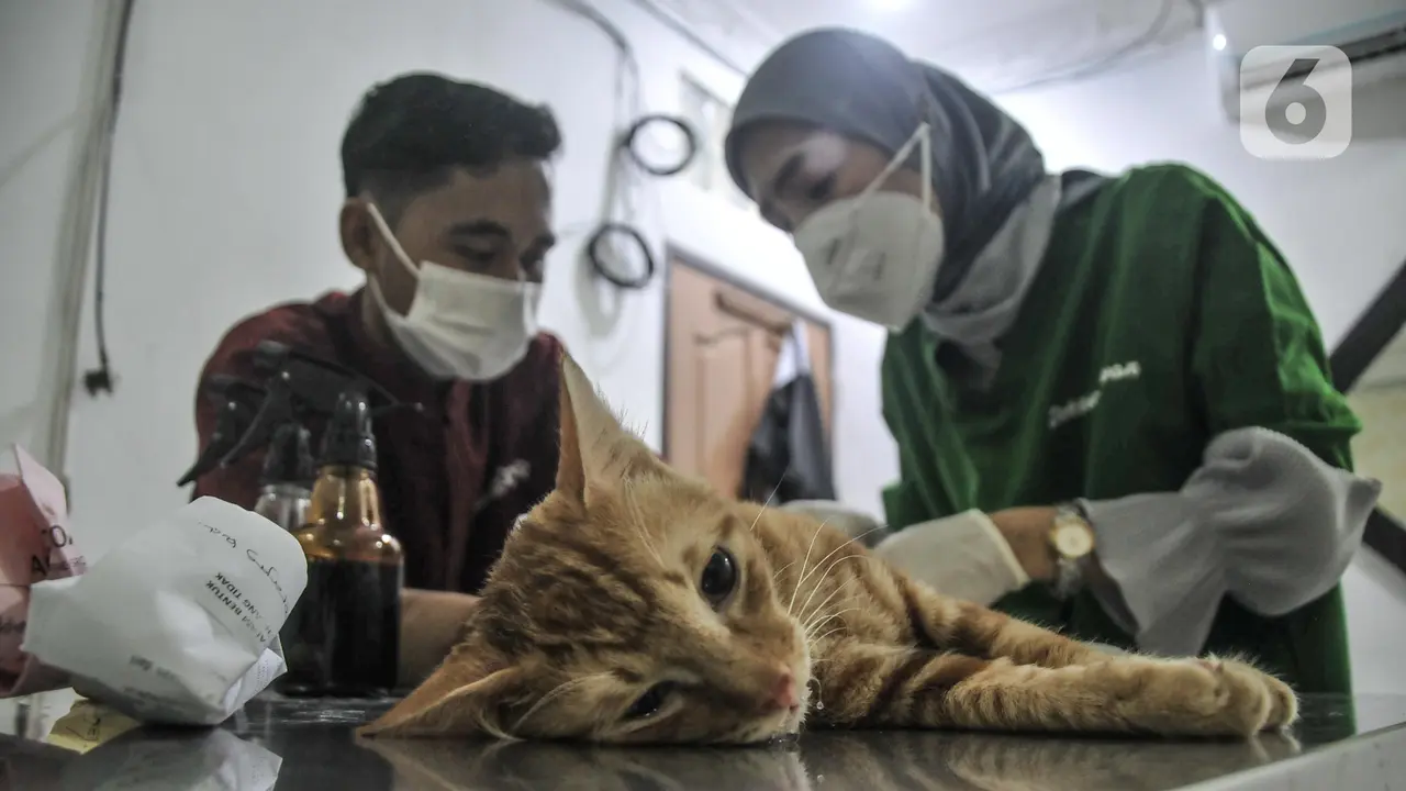 1.000 Kucing Liar di Kota Bandung Jadi Sasaran Sterilisasi Tahun Ini