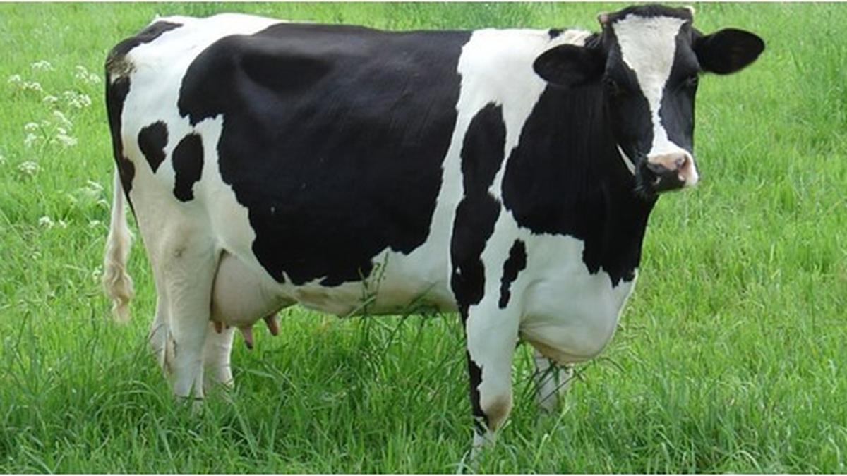 Cara Memilih Susu Sapi Murni Yang Baik (Part 2) - Lifestyle Fimela.com