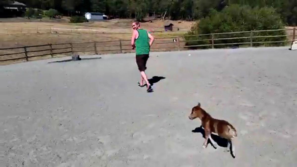 Lucunya Bayi Kuda Mini yang Mengejar Pemiliknya - Global Liputan6.com