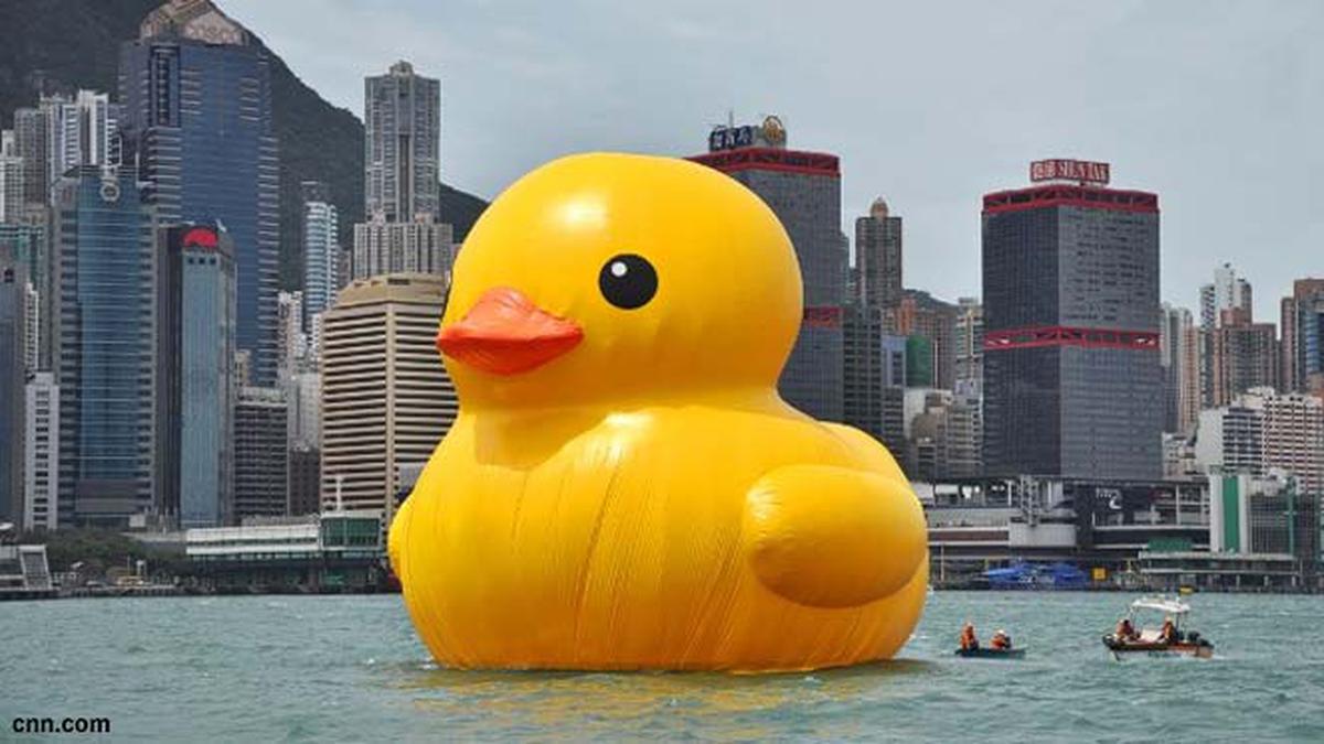 Rekaman Video Bebek Jumbo Berenang di Pelabuhan Hong Kong