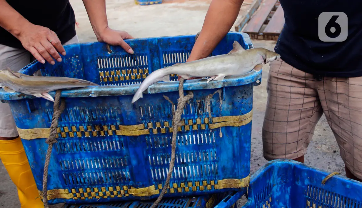 Perikanan Indonesia Gencarkan Ekspor di Tahun 2023 - Foto Liputan6.com