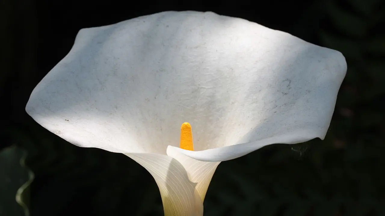 Cantik-Cantik Beracun, Ini 4 Bunga yang Punya Kemampuan Membunuh ...