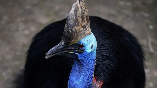 Contoh-Contoh Fauna Indonesia Bagian Barat, Tengah, dan Timur - Ragam ...