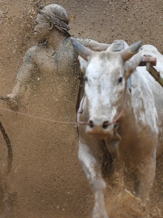 Menguak Arti dan Nilai Luhur dari Tradisi Pacu Jawi di Ranah Minang ...