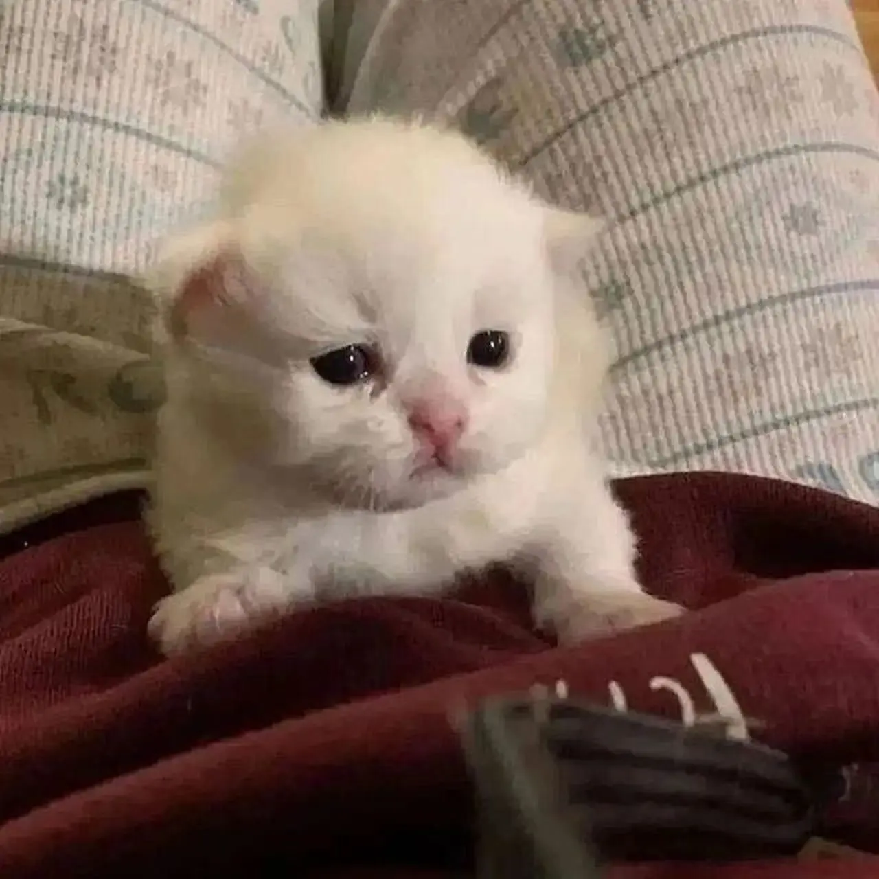 8 Potret Kucing saat Sedih Ini Justru Bikin Gemas - Hot Liputan6.com