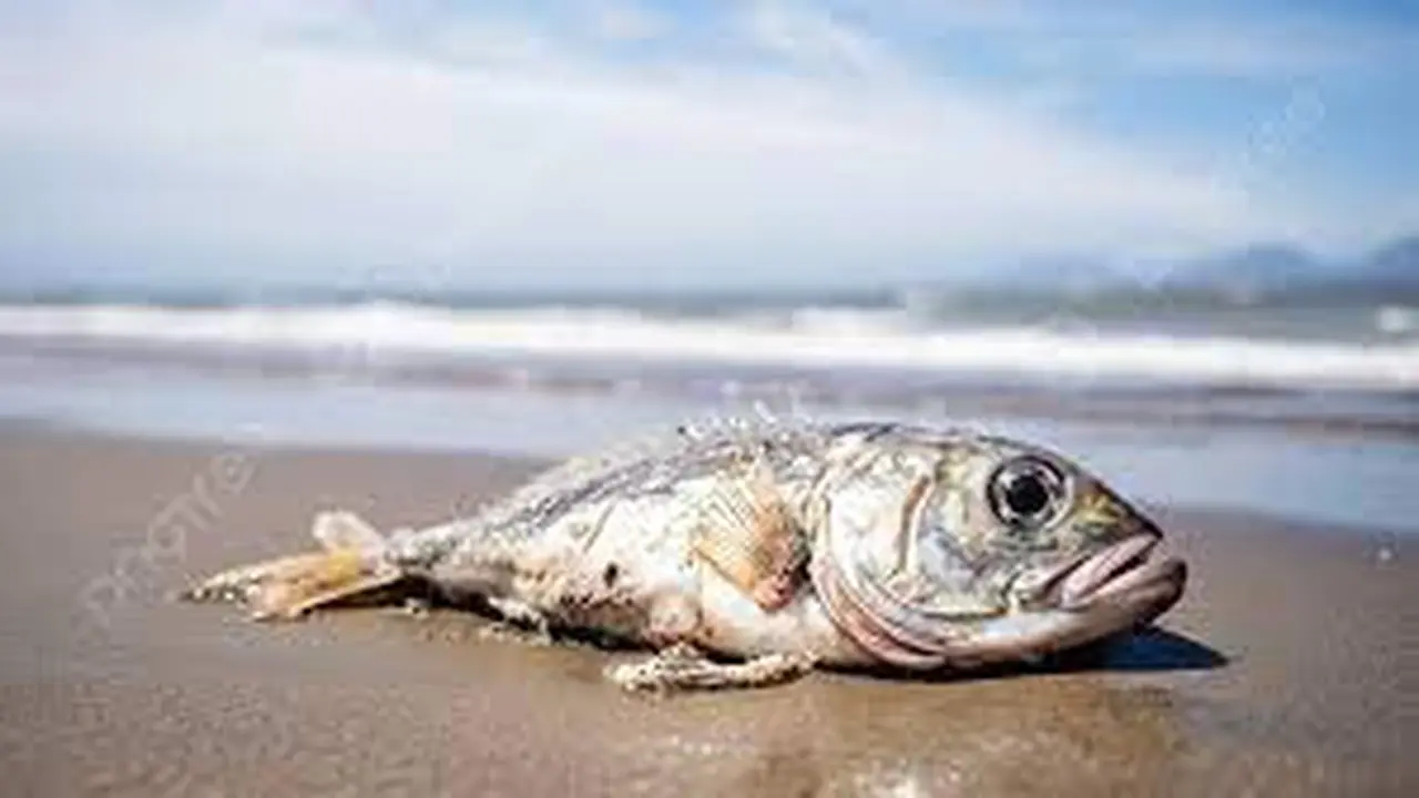 Ratusan Ikan di Pantai Wedi Ireng Banyuwangi Mati Mendadak, Diduga ...