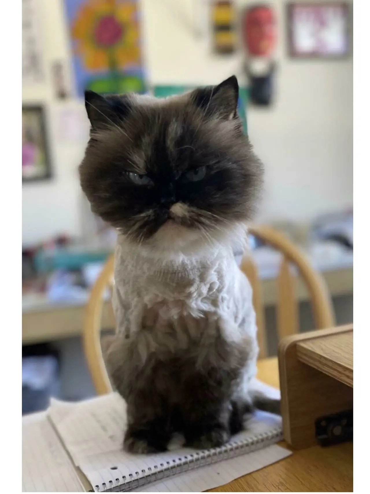 7 Potret Reaksi Lucu Kucing saat Marah, Pamer Taring - Hot Liputan6.com