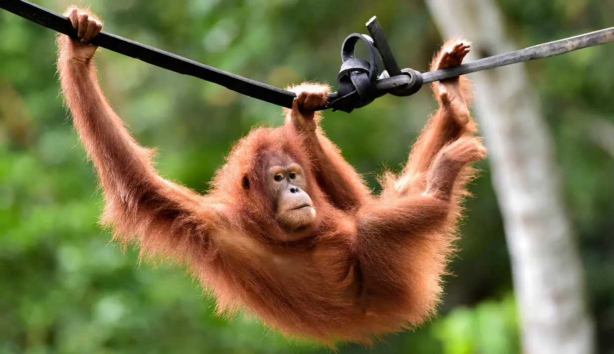 FOTO: BKSDA Aceh Lepasliarkan Dua Orangutan Sitaan - Foto Liputan6.com