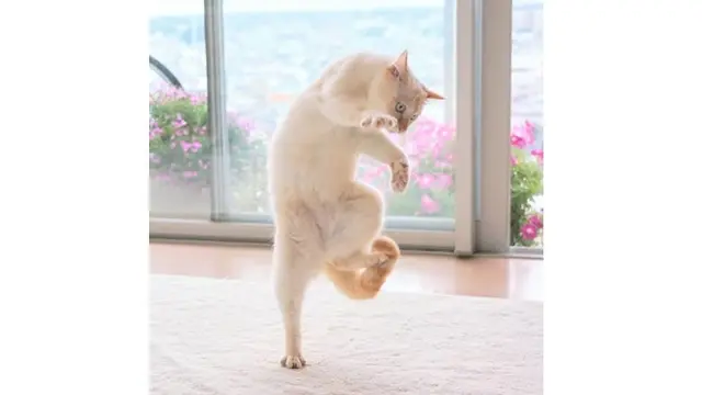 7 Foto Kucing Menari Ini Bikin Kamu Senyum-Senyum Sendiri - Hot ...