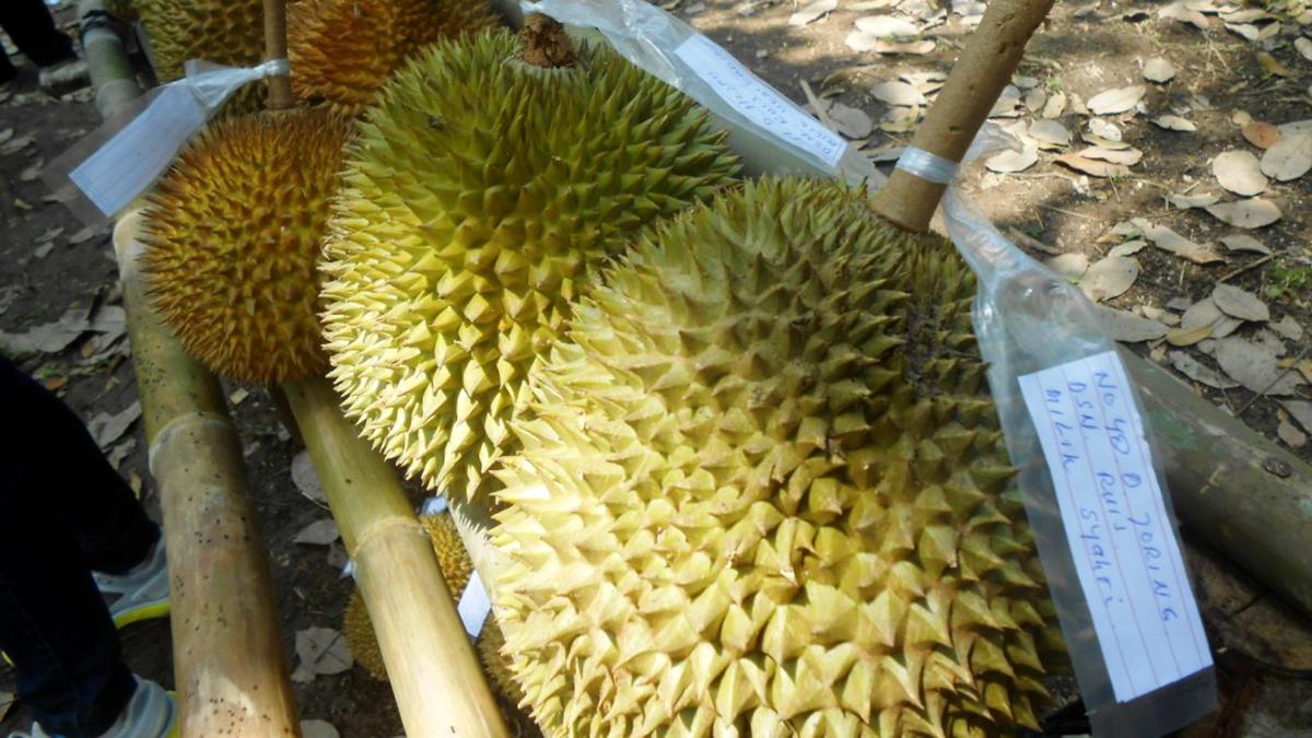 Yuk Coba Keistimewaan Durian Borneo di Festival Durian - Regional ...