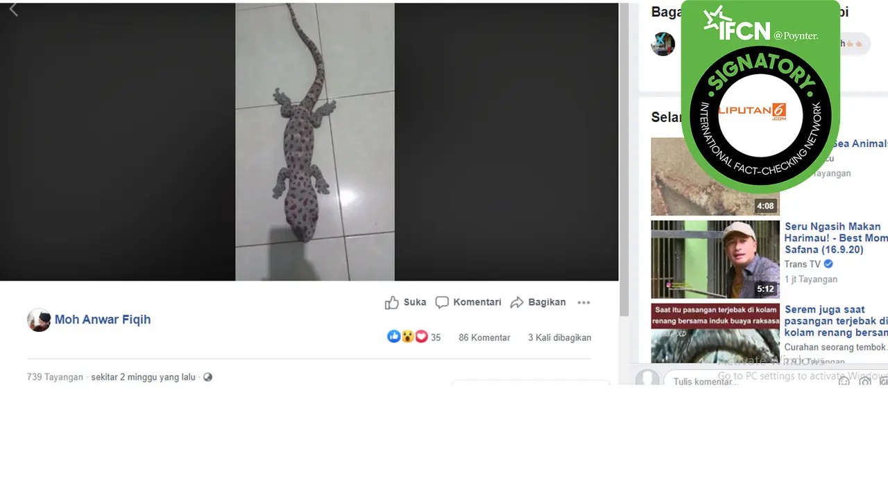 Cek Fakta: Ada Tokek Sepanjang 1 Meter Seharga Rp 1 Trilun? - Cek Fakta ...