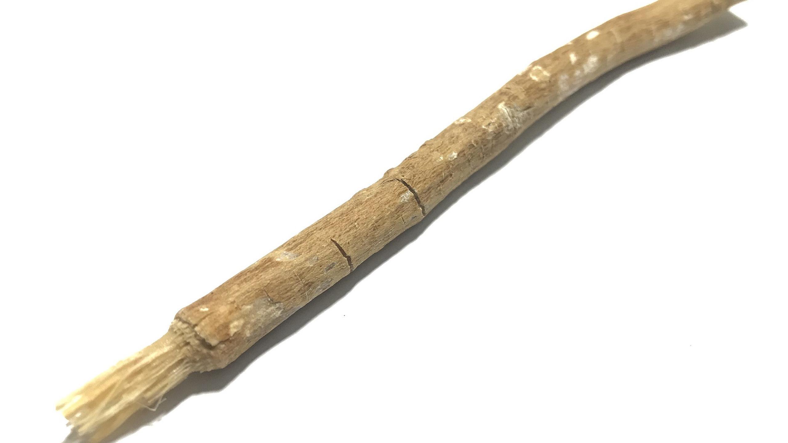 Cara Menggunakan Siwak Sesuai Sunnah Rasulullah, Lengkap Manfaatnya