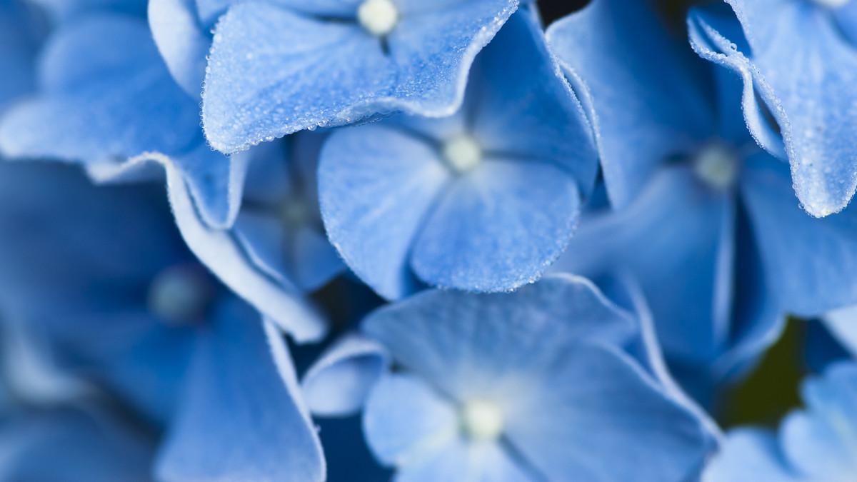 Dengan Melihat Gambar-Gambar Berwarna Biru Ini, Stres Anda Akan ...