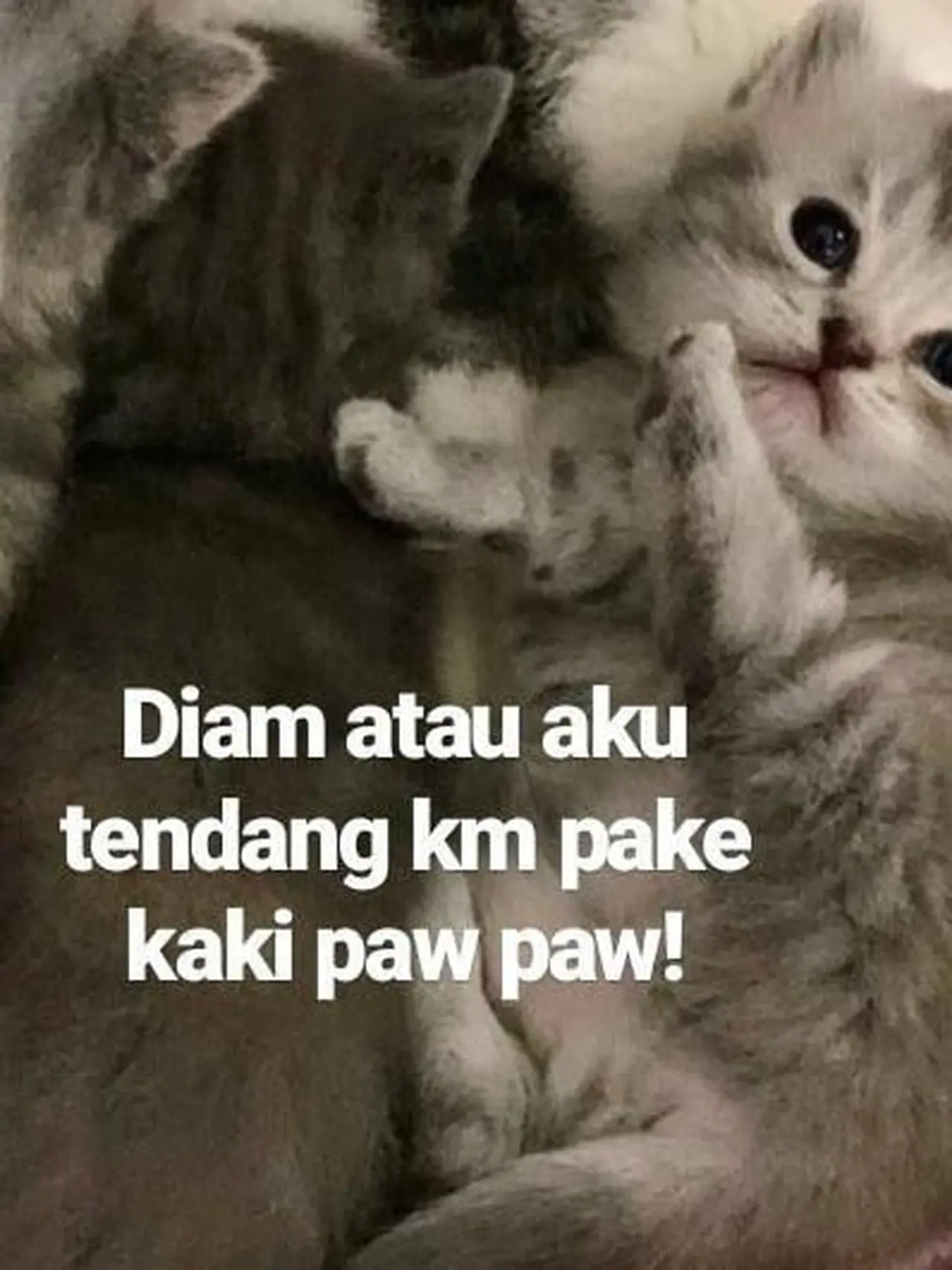 8 Potret Meme Kucing saat Emosi Ini Justru Bikin Gemas - Hot Liputan6.com