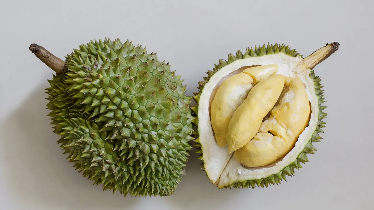 Cara Menanam Durian Agar Cepat Berbuah, Panduan Lengkap untuk Pemula