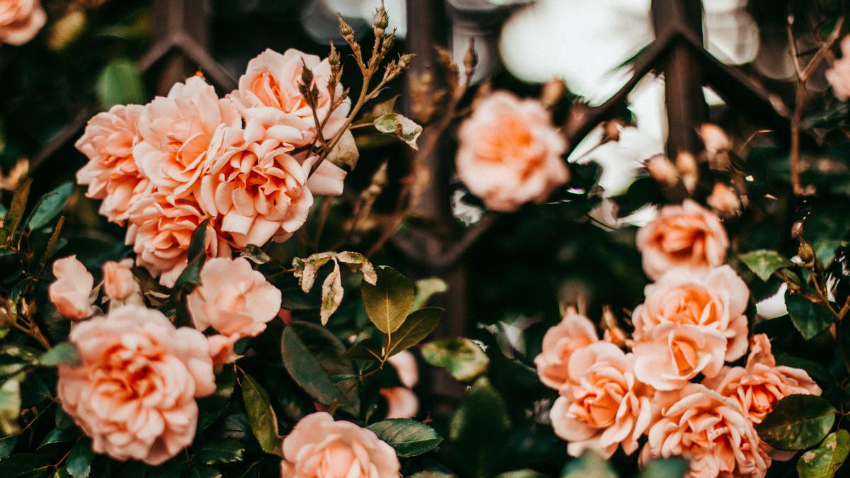 6 Jenis Bunga yang Bermanfaat untuk Bahan Kecantikan