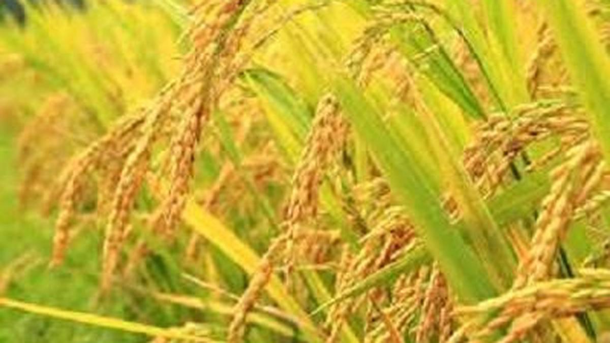 Padi Memiliki Nama Ilmiah Oryza Sativa Kata Oryza Merupakan Petunjuk ...