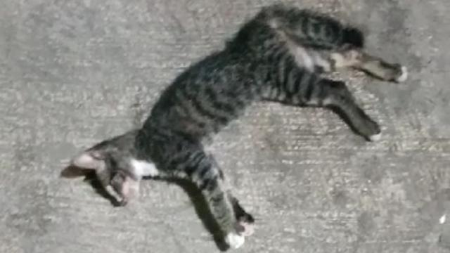4 Fakta Terkait Kabar Viral 21 Kucing di Sunter Jakarta Utara Mati Mendadak