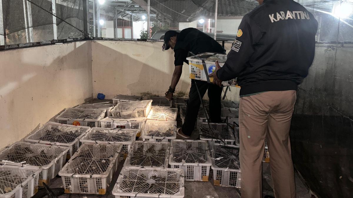 Penyelundupan 1.028 Burung Liar Tujuan Tangerang Berhasil Digagalkan di Pelabuhan Bakauheni