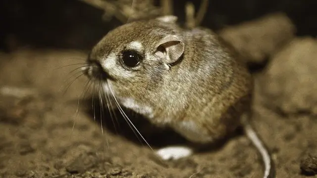 Dari Unta hingga Kadal Berduri, 10 Hewan Gurun Ini Miliki Keunikan Luar ...