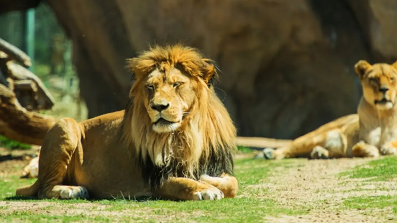 Duh, Remaja Ini Lompat ke Kandang Singa Mau Kalahkan Singa - Lifestyle ...