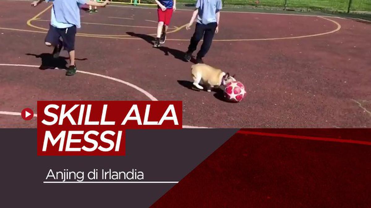 VIDEO: Skill Sepak Bola Anjing ini Saingi Lionel Messi - Spanyol Bola.com