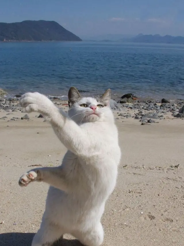 6 Potret Kucing Saat Berada di Pantai, Healing-Healing Lucu - Hot ...