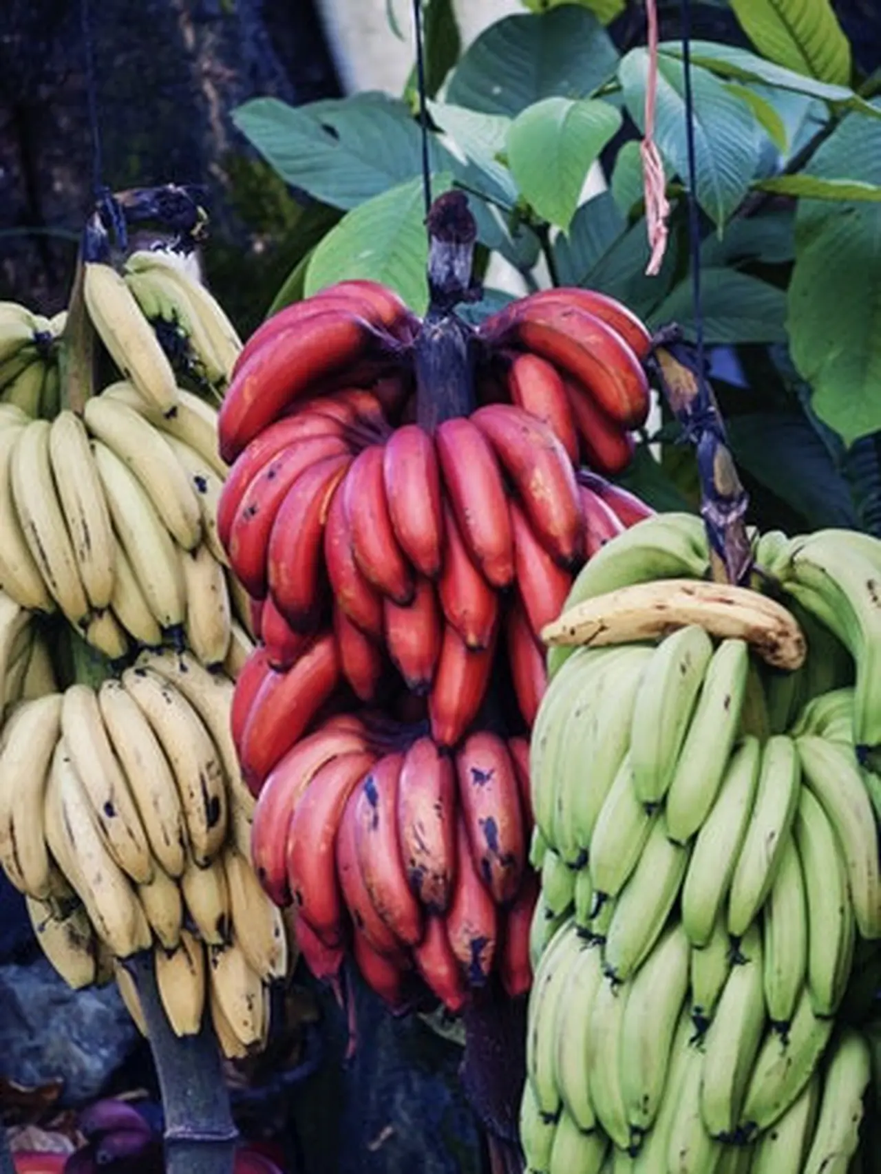 11 Jenis Pisang di Indonesia, Kenali Cara Mengolahnya Agar Nikmat Kala ...