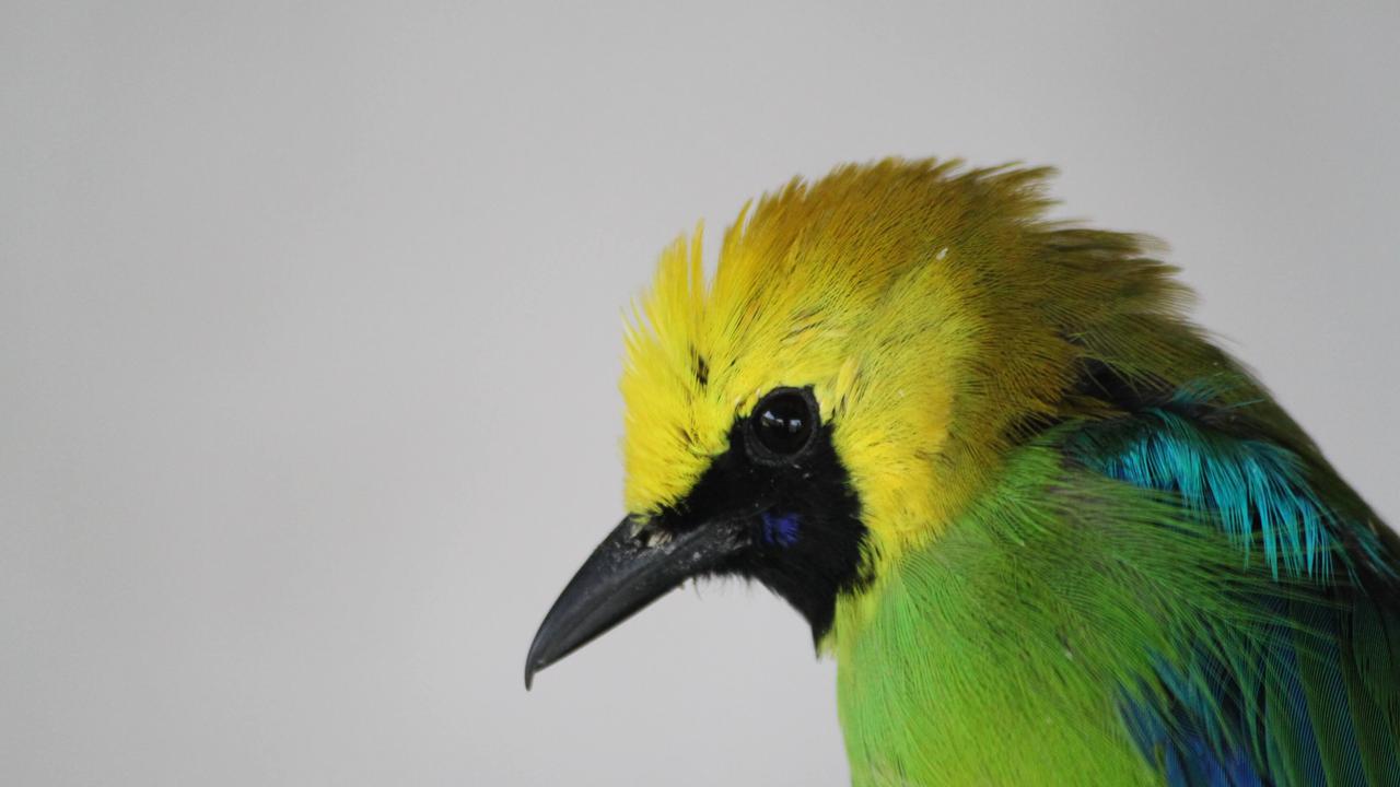 15 Tips Burung Cucak Ijo Agar Cepat Gacor dan Siap Kontes, Rahasia ...
