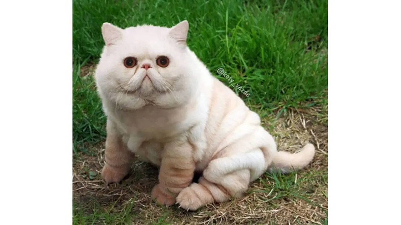 7 Potret Editan Foto Wajah Kucing di Objek Lain Ini Bikin Gemas - Hot ...