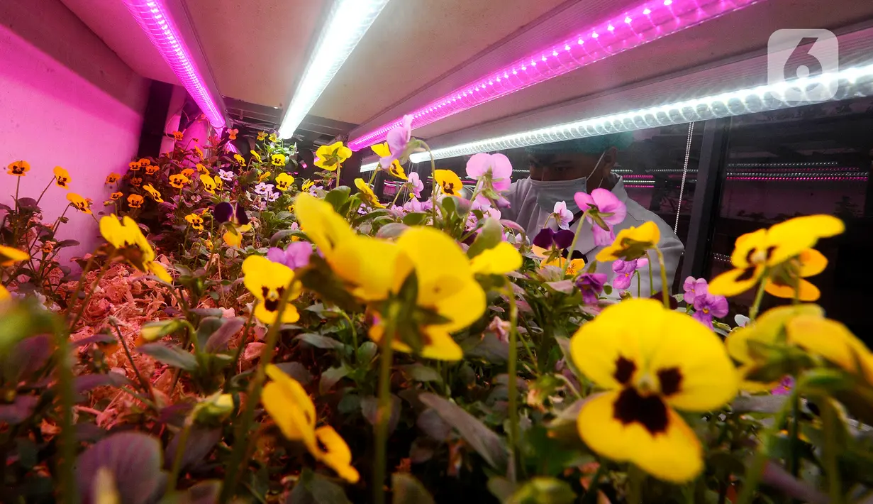 Unik, Kafe di Tangerang Selatan Hadirkan Pertanian Dalam Ruangan - Foto ...