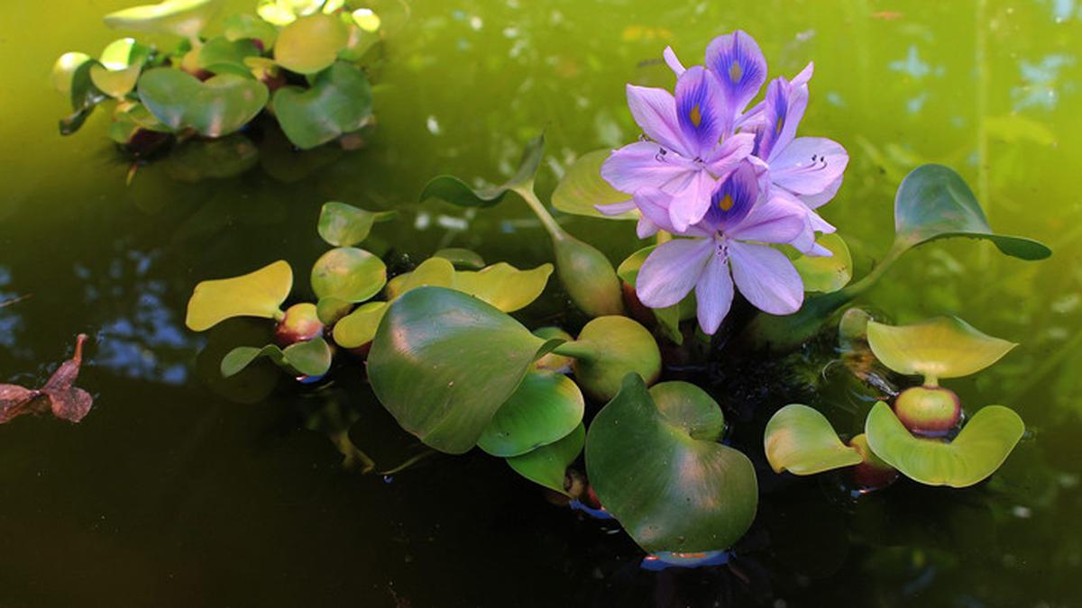 Di Tengah Corona, 65.689 Tanaman Hias Air asal Kalbar Tembus Pasar ...