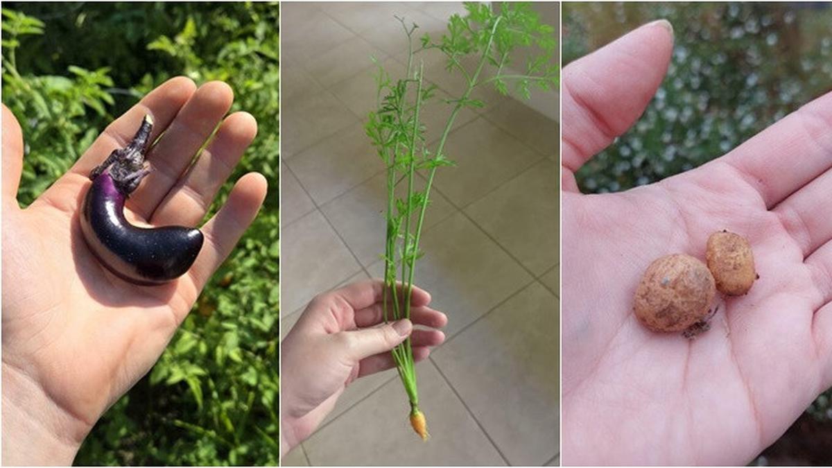 6 Potret Panen Sayur Ukuran Mini Ini Bikin Melongo, Bak Mainan Masak ...