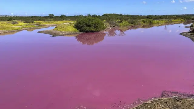 Viral Warna Danau di Hawaii Berubah Jadi Pink, Ini Penampakannya - Hot ...