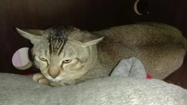 Viral Kucing Hancurkan Kue Dagangan Pemiliknya, Tampang Bersalah Malah ...