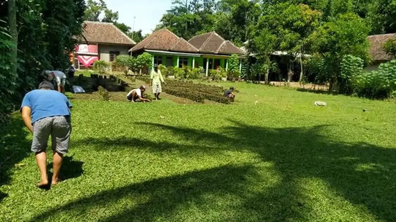 Cara Menanam Rumput Gajah Mini, Pilih Lokasi yang Mendapat Banyak Sinar ...