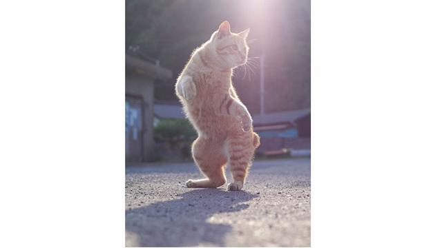 7 Foto Kucing Menari Ini Bikin Kamu Senyum-Senyum Sendiri - Hot ...