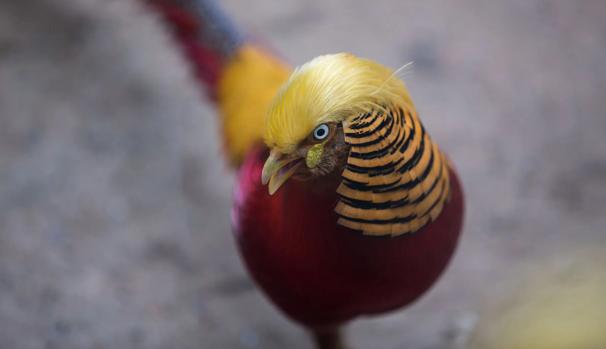Gaya Rambut Mirip Donald Trump, Burung Ini Mendadak Populer - Foto ...